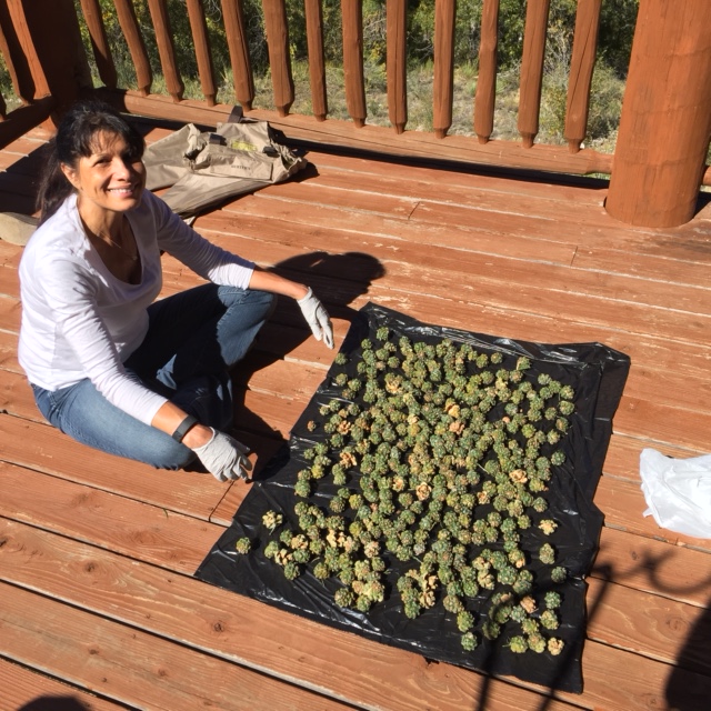 Piñon Pine Nuts: Pulse of the Land – Off-The-Beaten Path Adventures and ...