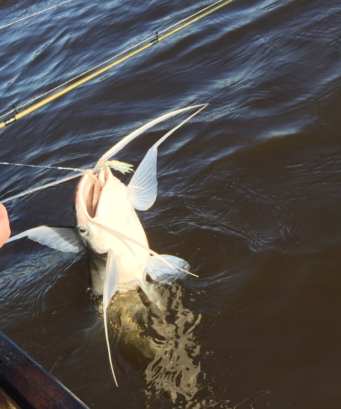 This Cat Gets No Respect: Saltwater Angling For Gafftopsail Catfish ...
