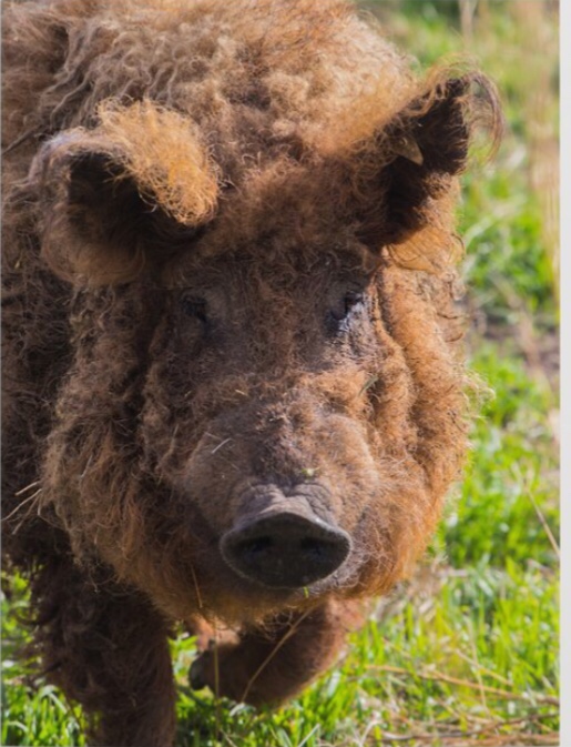 Nomenclature Nag: A Big Beautiful Trout Is NOT A Toad, Slab, or Pig/Hog ...