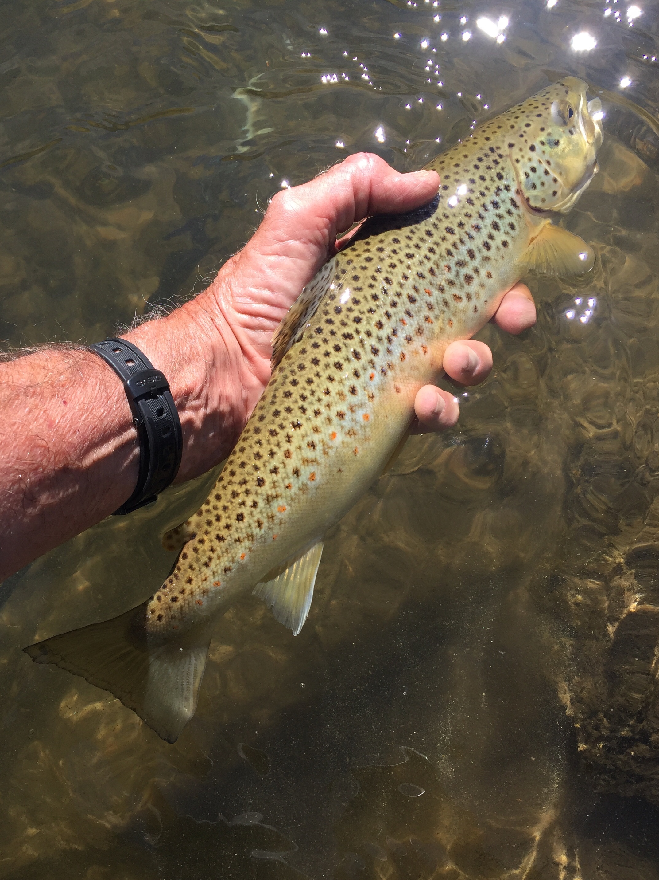 Arkansas River Fall Redux—Without The Madding Crowds – Off-The-Beaten ...