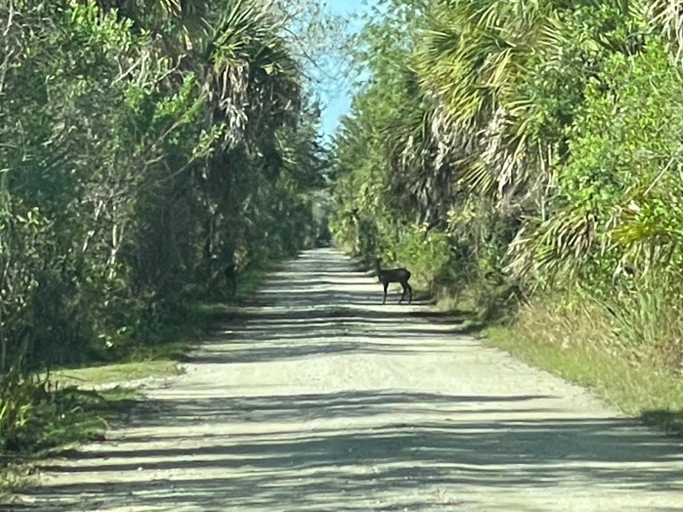 Hiking In The Fakahatchee Strand Preserve? Don’t Overlook The Jones ...