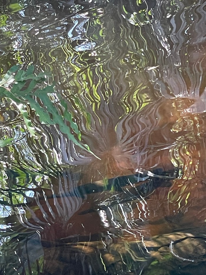 Hiking In The Fakahatchee Strand Preserve? Don’t Overlook The Jones ...