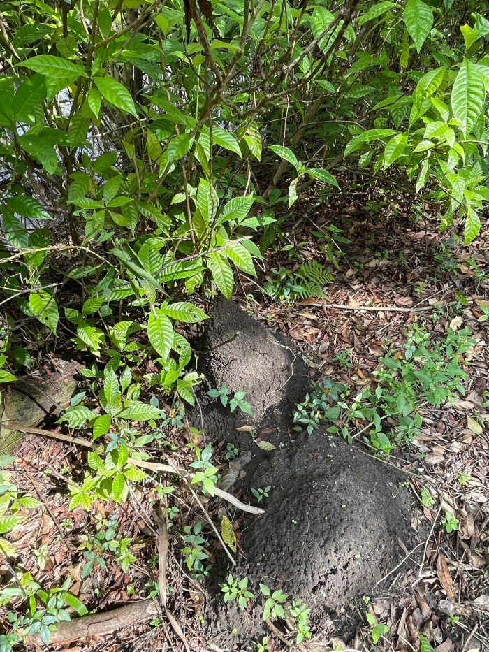 Hiking In The Fakahatchee Strand Preserve? Don’t Overlook The Jones ...