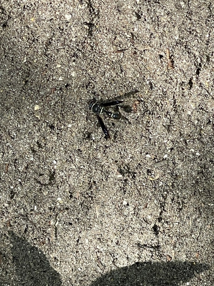 Hiking In The Fakahatchee Strand Preserve? Don’t Overlook The Jones ...