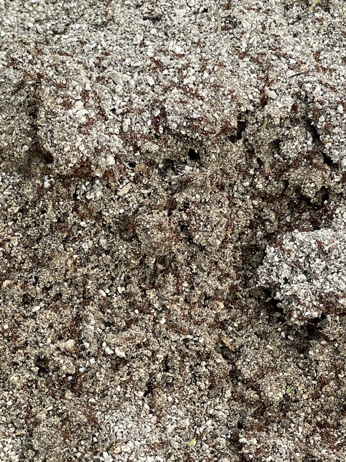 Hiking In The Fakahatchee Strand Preserve? Don’t Overlook The Jones ...