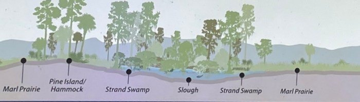 Hiking In The Fakahatchee Strand Preserve? Don’t Overlook The Jones ...
